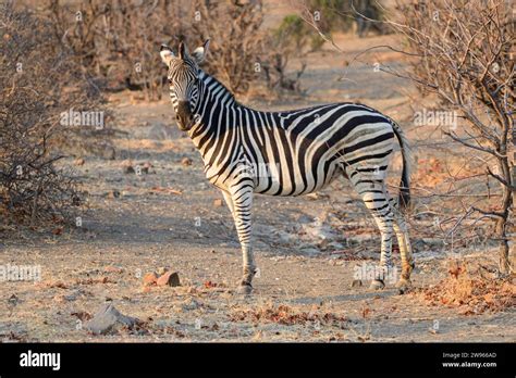 Burchells Zebra Equus Quagga Burchellii Mashatu Game Reserve