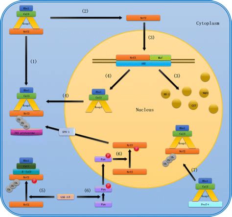 The Regulatory Network Of The Nrf2 Pathway Nrf2 Is Sequestered By The