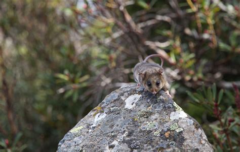 Variety Is The Spice Of Life And Key To Saving Wildlife Pursuit By