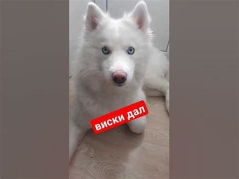Перепутал виски с вискас... #собака #стихи #хаски #shorts - YouTube