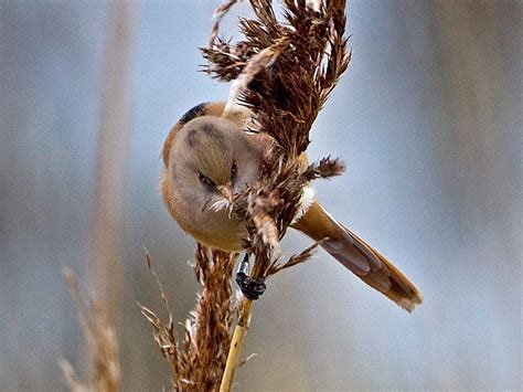 Martins Sussex Birding Blog Bearded Tits