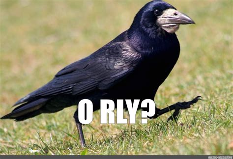 Create Meme Nature Birds Corvus Migratory Birds In The Spring