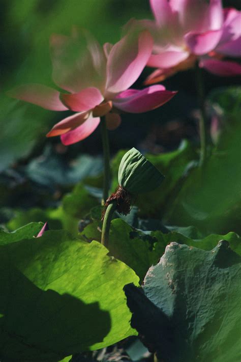Ivy Nguyen Photography
