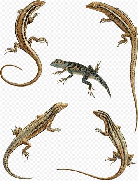 Reptiles 6 Cinco Variedades De Lagartos Png Klipartz