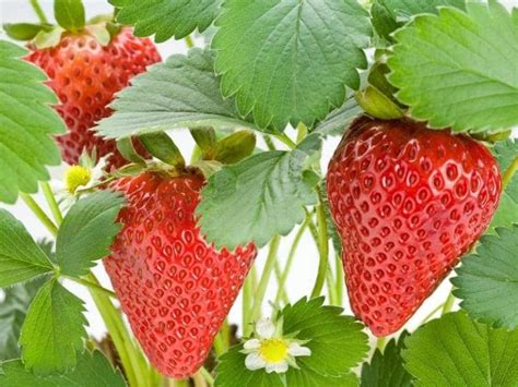 Are Strawberries Self Pollinating Read This First Leafyjournal