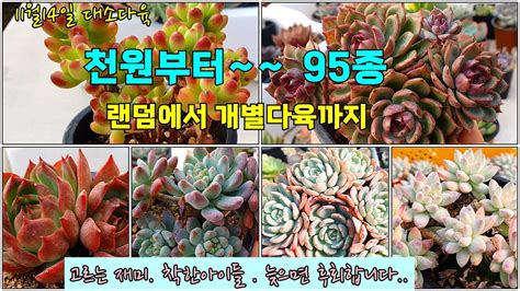💗11월14일 대소다육 💗천원다육부터~ 95종 고르는 재미 착한가격 늦으면 후회합니다 천원이천원 착한가격다육다육이다육이키우기다육이분갈이 천원다육