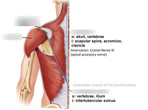 Intertubercular Groove Latissimus Dorsi