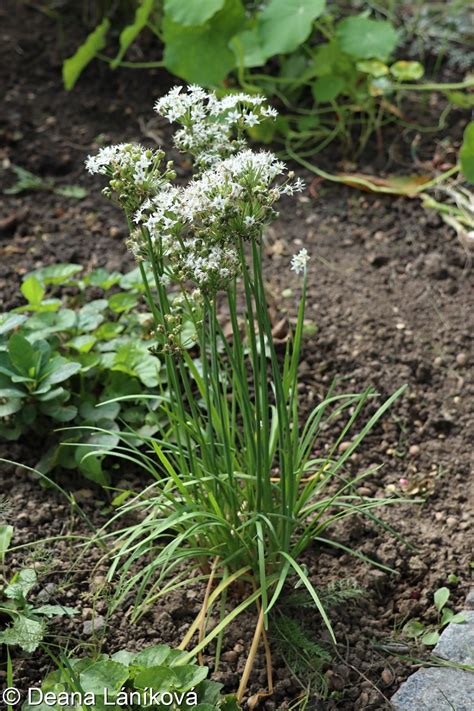 Allium Tuberosum • Floravegeu