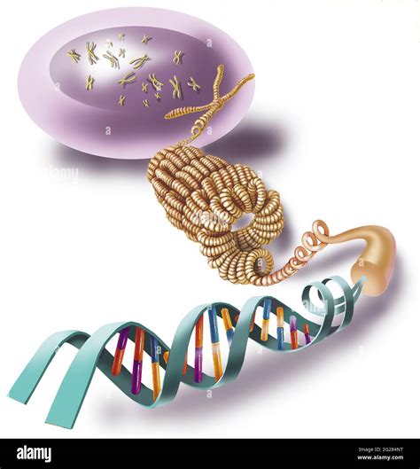 Dna Structure Unlabeled