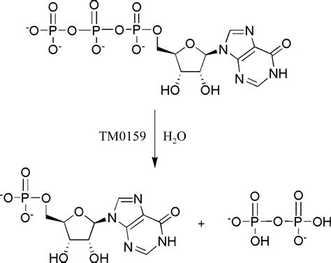 Iucr Structural And Functional Characterization Of A Noncanonical Nucleoside Triphosphate