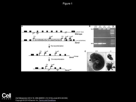 Volume 19 Issue 3 Pages March 2014 Ppt Download