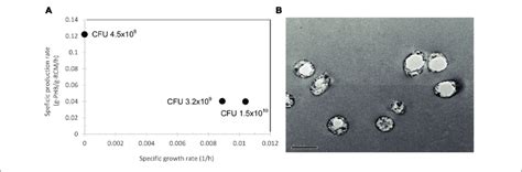Effect Of Inoculum Size From And Download Scientific