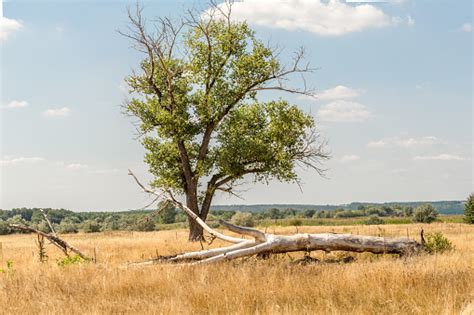 배경에 노란색가 마른 잔디 메도우와 푸른 하늘 초원에서 살아 녹색 나무에 대 한 번개 후 맨 손으로 죽은 나무를 떨어졌다 농촌 대초원 조 경 대초원에 대한 스톡 사진 및