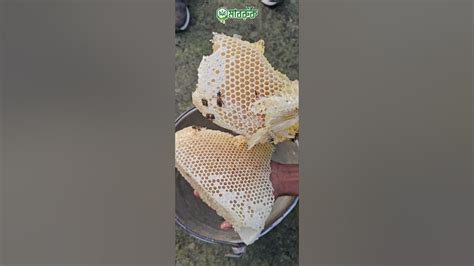 বর্তমান বরই ফুলের মধু হচ্ছে Youtube