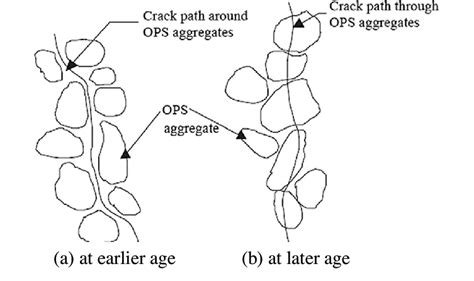 A At Earlier Age And B At Later Age Download Scientific Diagram