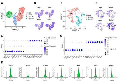 Characterization Of Caf Subtypes In Murine Pdac A Umap Plot Showing