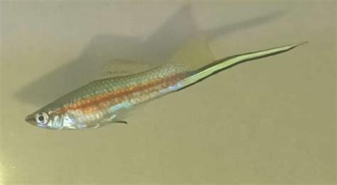 Do I Have A Molly A Swordtail Or Neither Of Those Two Raquariums