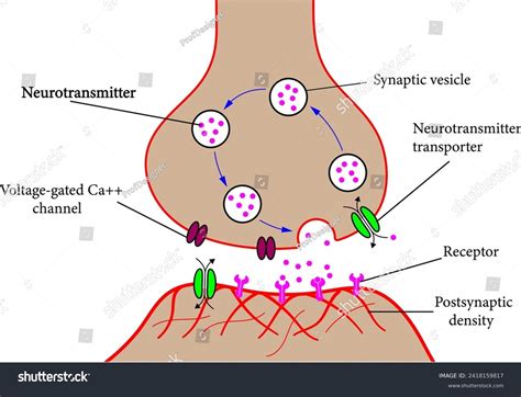 Structure Typical Chemical Synapsevector Illustration Stock Vector Royalty Free 2418159817