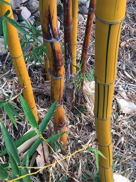 노란 대나무 정원 Pixabay의 무료 사진 Pixabay