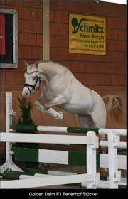 Golden Daim F Elite Frozen Foals New Zealand