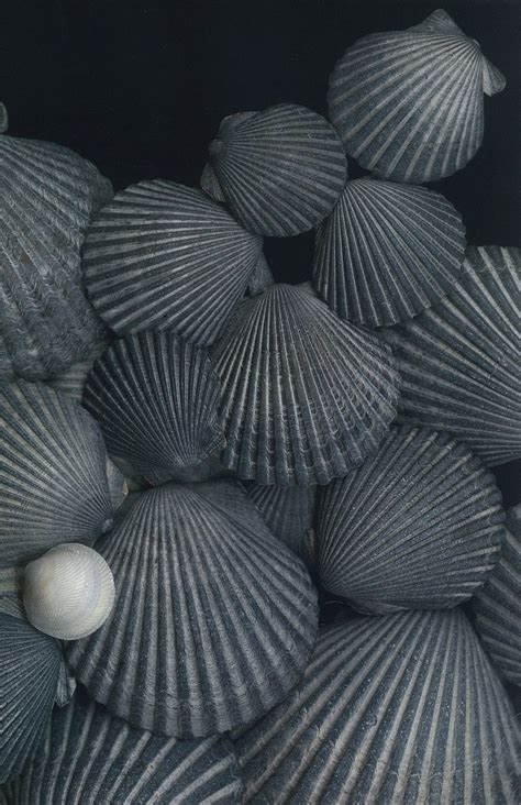 Shell Patterns