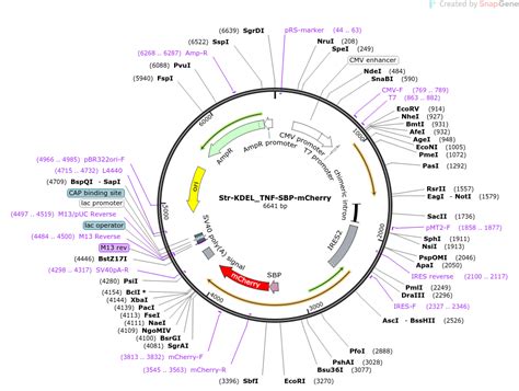 Addgene Str Kdeltnf Sbp Mcherry