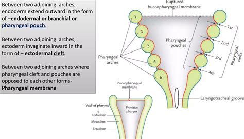 Pharyngeal Arches And Pouches Pptx