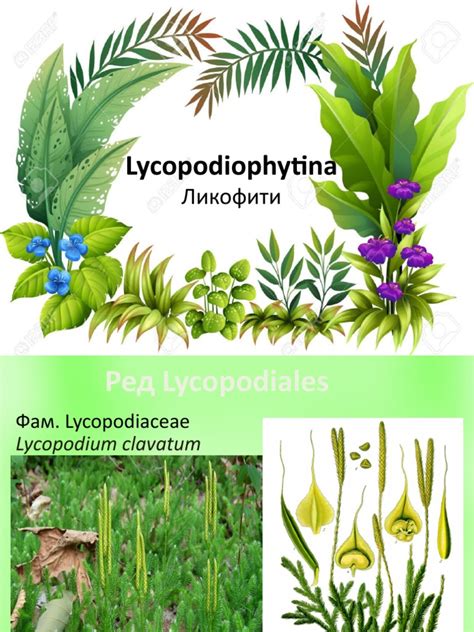 Тип Lycopsida Pdf