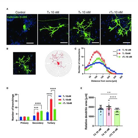 Effect Of Th On Purkinje Cell Dendrite Arborization In Primary