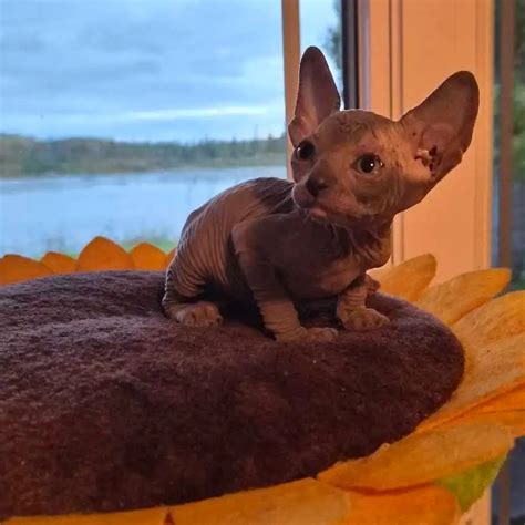 Adorable Sphynx Kitten Rexotic Kittens
