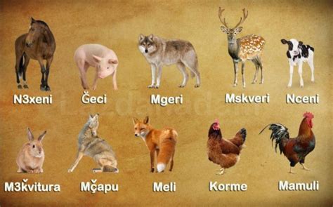 ცხოველების სახელები ლაზურად