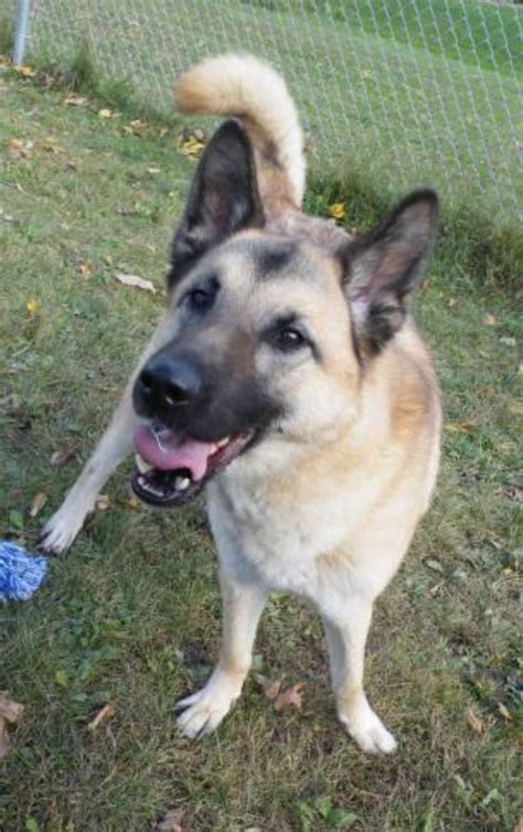 Akita Lab German Shepherd Mix At Jamie Fitzsimmons Blog