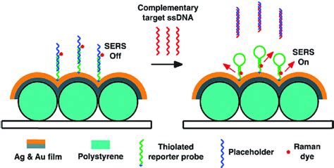 Illustration Of The Label Free Complementary Target Dna Detection