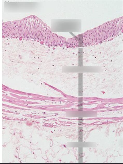 Powerpoint Diagram Quizlet Powerpoint Diagram Quizlet
