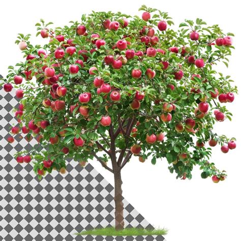 Apple Tree On Transparent Background Premium AI Generated PSD