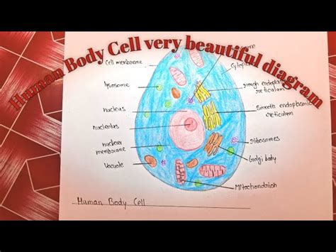 Human Body Cell Diagram