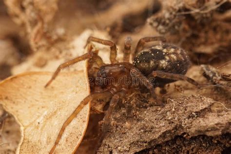 Closeup On A Tangled Nest Spider Amaurobius Sitting On The Ground