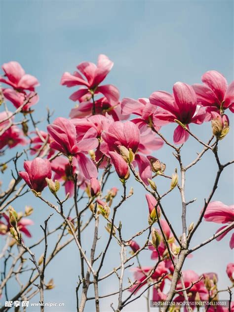 玉兰摄影图自然风景旅游摄影摄影图库昵图网