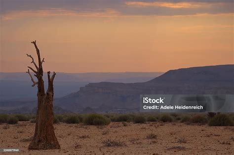 광활한 피시 리버 캐니언의 풍경을 배경으로 외로운 죽은 나무가 서 있고 먼 산과 건조한 사막 식물이 수평선까지 뻗어 있는 따뜻한 석양 하늘의 실루엣이 그려져 있습니다 0명에