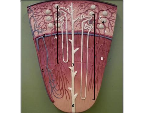 Labex03 Nephron — Printable Worksheet