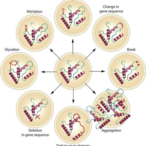 Examples Of Macromolecular Damage A Single Macromolecule Protein Can