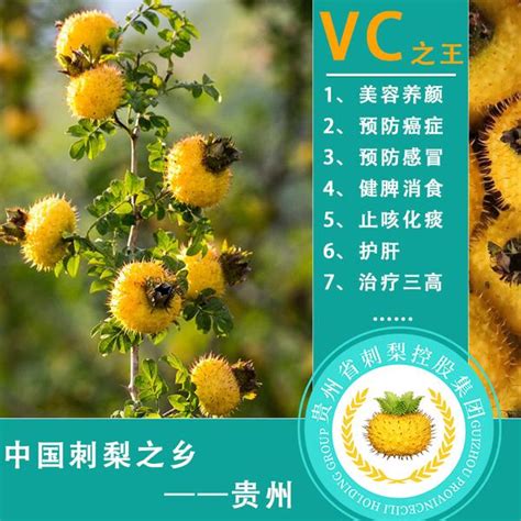 刺梨——解酒护肝的天然物种！（刺梨汁的功效与作用） 知乎