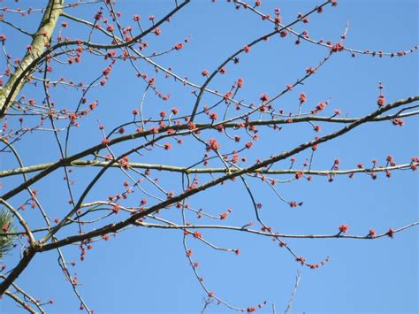 Silver Maple Red Flowers Tree Guide Uk Silver Maple Identification