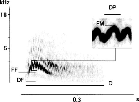 Spectrograms Of Chough Trill Spectrotemporal Parameters Measured D