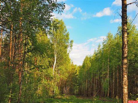 Фото: Просека. Фотолюбитель Валентина Радзиевская. Пейзаж. Фотосайт ...