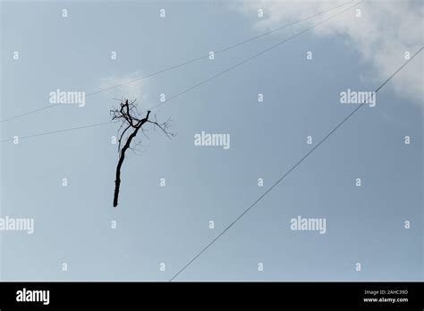 Tree Branch Caught In Overhead Wires Stock Photo Alamy