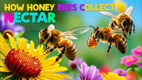 How Honey Bees Collect Nectar The Amazing Process Behind Honey Production Youtube