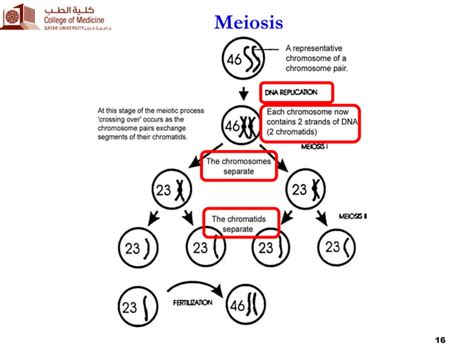 1 Female Reproductive System And Embryonic Developmentpdf