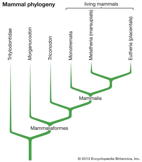 Mammal Classification Class Mammalia Monotremes Marsupials