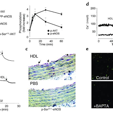 Model Of Hdl Induced Enos Activation And Vasodilation By The